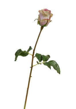 Роза Аква пудрово-сиреневая с лаймом размер 56 см от фабрики TREEZ ...